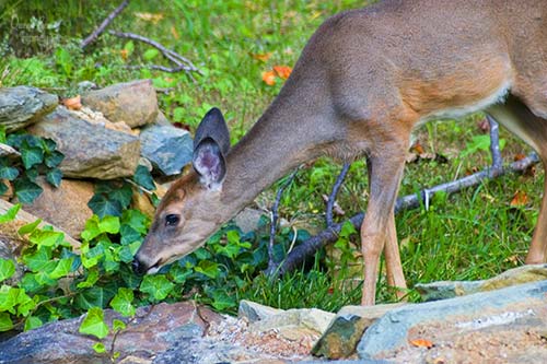 10 Plants Deer Love to Eat • Queen Bee of Honey Dos